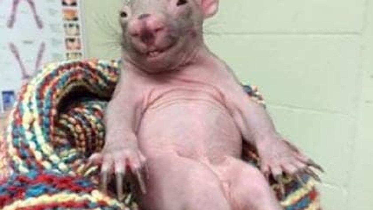 Ugly Baby Monkey Ugly Baby Monkey HD Wallpaper | Pxfuel