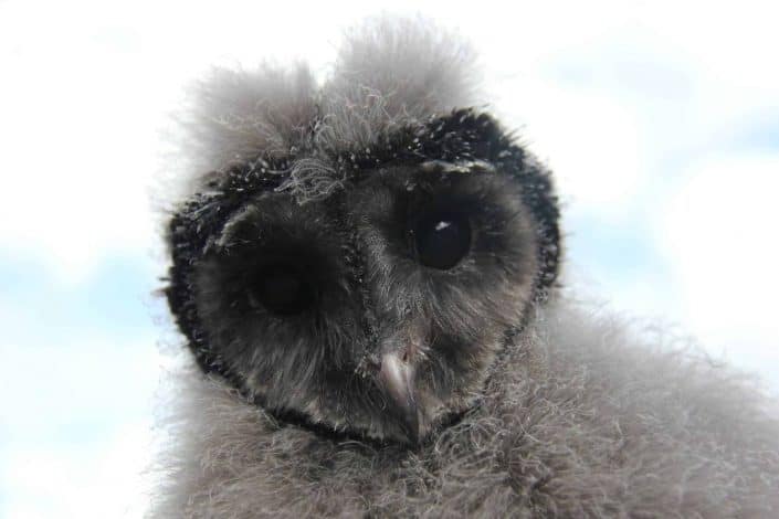 This Lesser Sooty Owl is a super cute ball of fluff with a heart-shaped ...