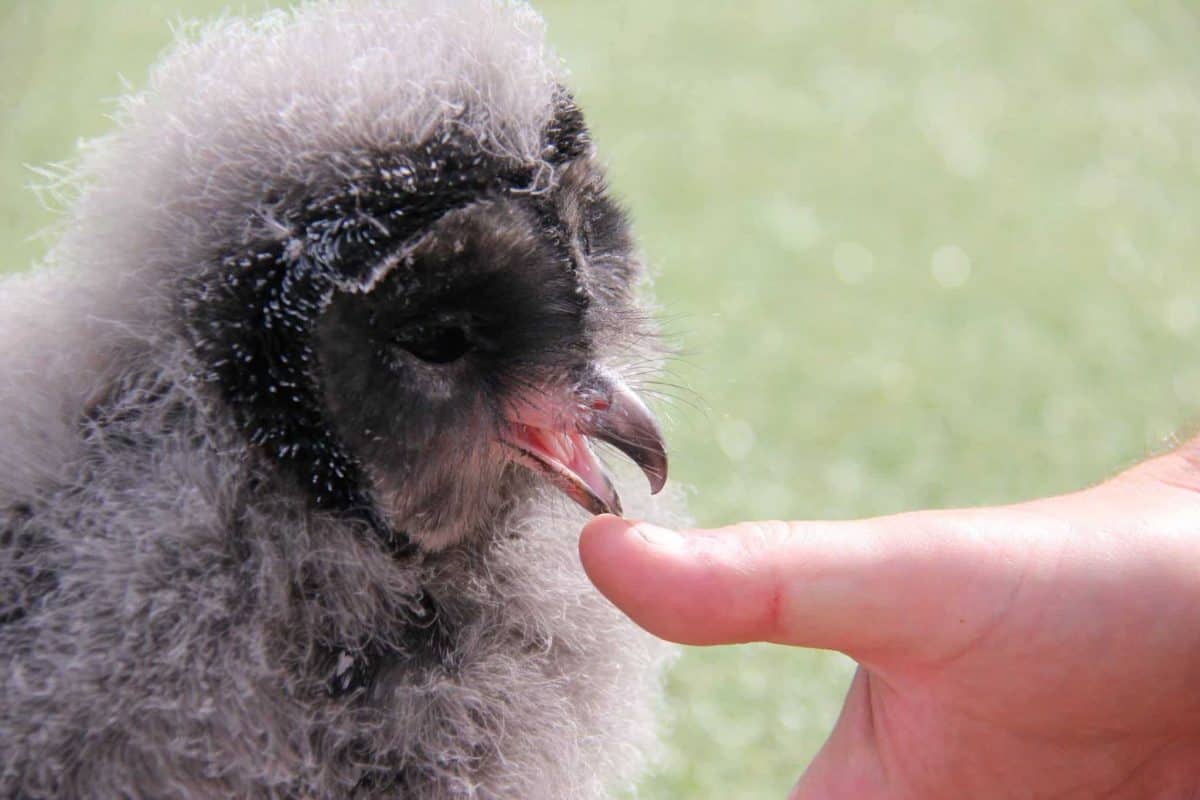 This Lesser Sooty Owl is a super cute ball of fluff with a heart-shaped ...