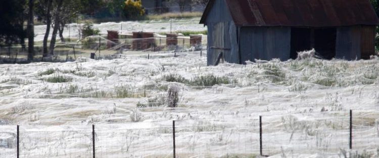 South-western Australia covered in cobwebs