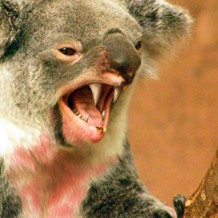 Jumping Koala's are cute, Drop Bears are not