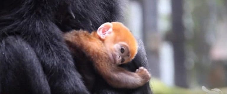 Outrageously cute baby 'Pumpkin' monkey born at Taronga Zoo [VIDEO]