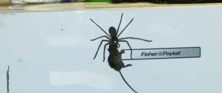 Huge huntsman spider drags mouse to its grisly doom [VIDEO]