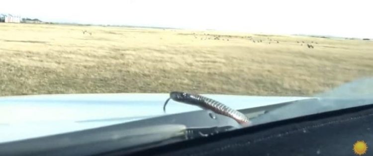 Driver 'petrified' by Red-Bellied Black Snake hitching a ride to the ...