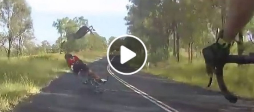 Yes There Are Kangaroos In Australia Bike Travel