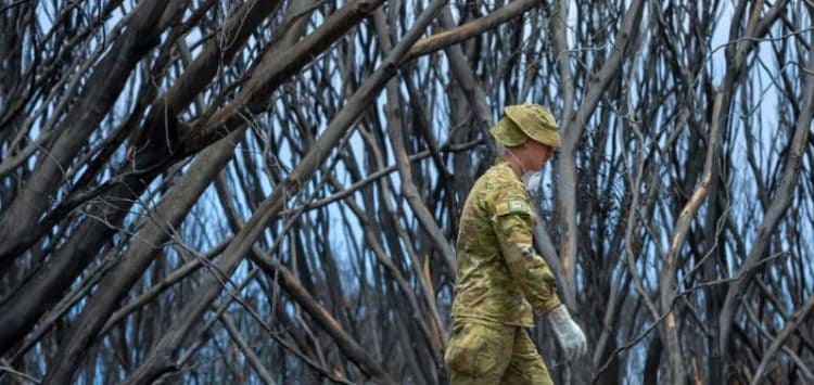 Bushfires: can ecosystems recover from such dramatic losses of ...