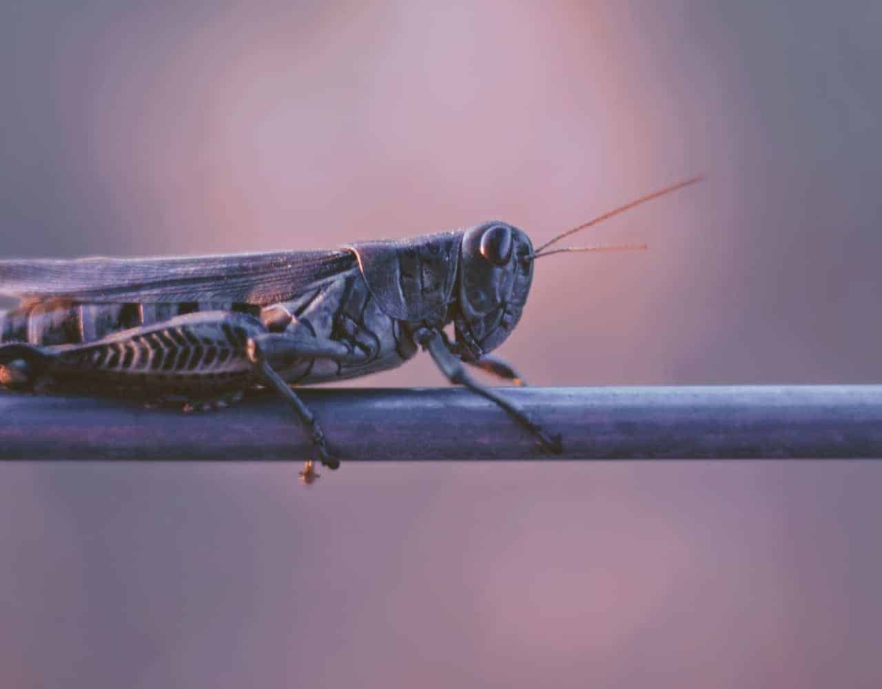 Huge locust swarms are threatening food security, but drones could help ...