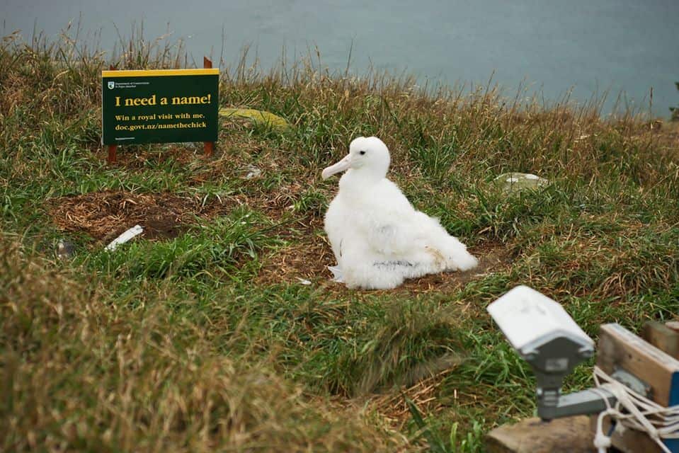 The most popular chick in New Zealand needs a name