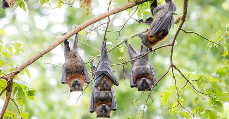 Aussie flying foxes travel remarkable distances, new study finds