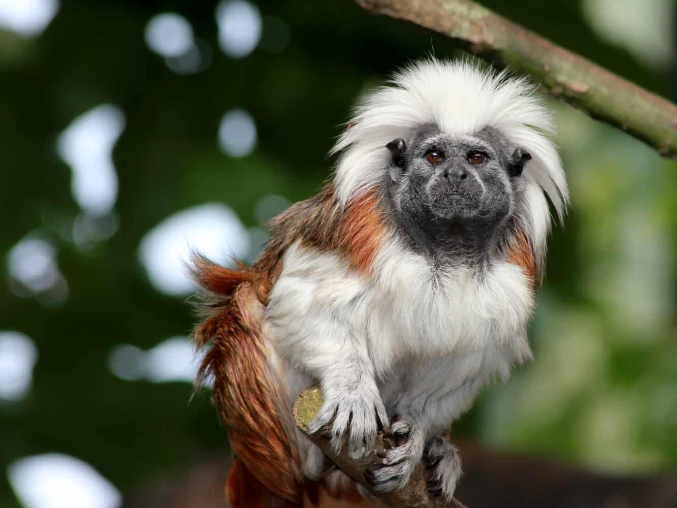 60% of primate species now threatened with extinction, says major new study