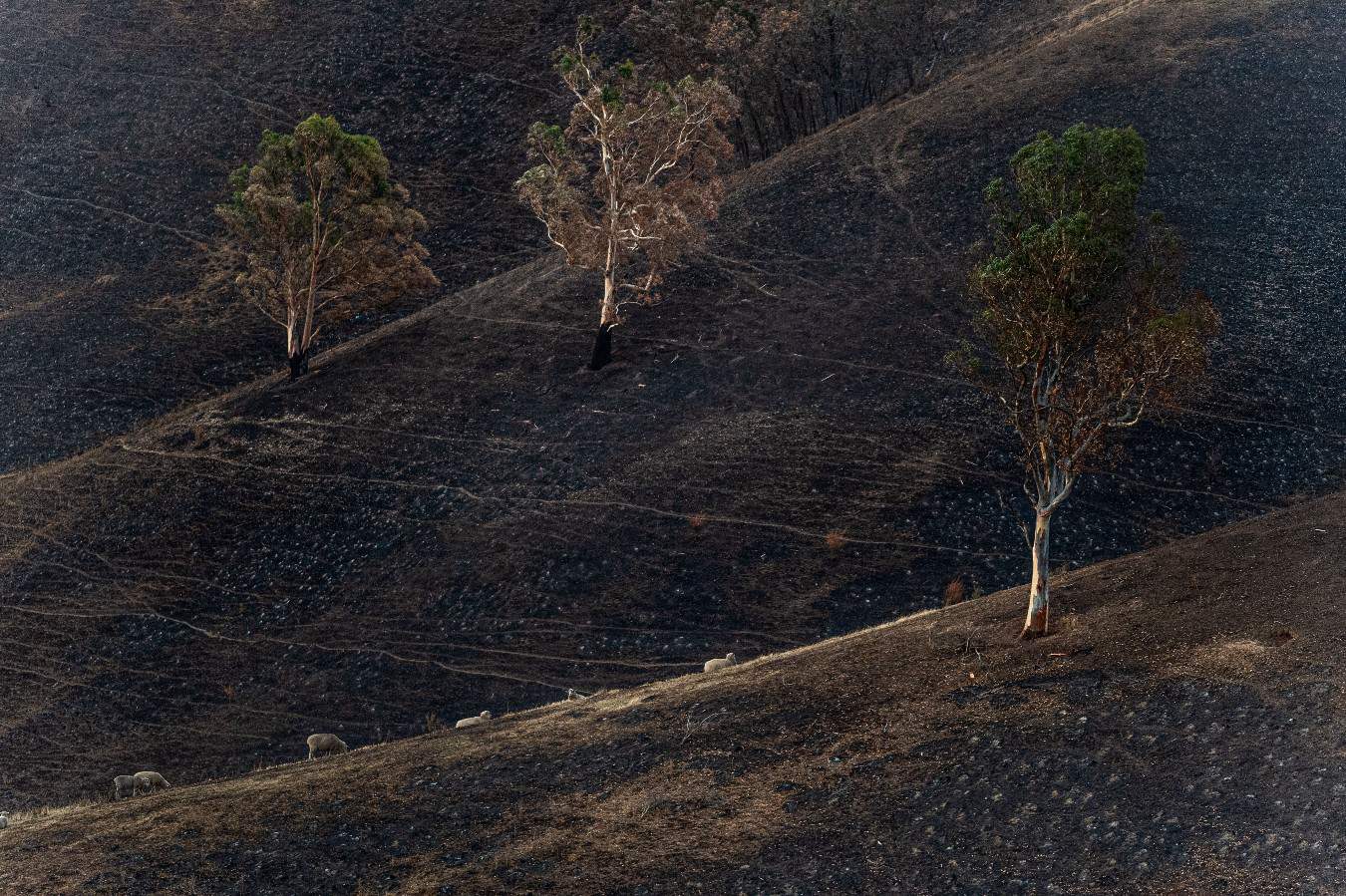 Before and after: 4 new graphics show the recovery from last summer's ...
