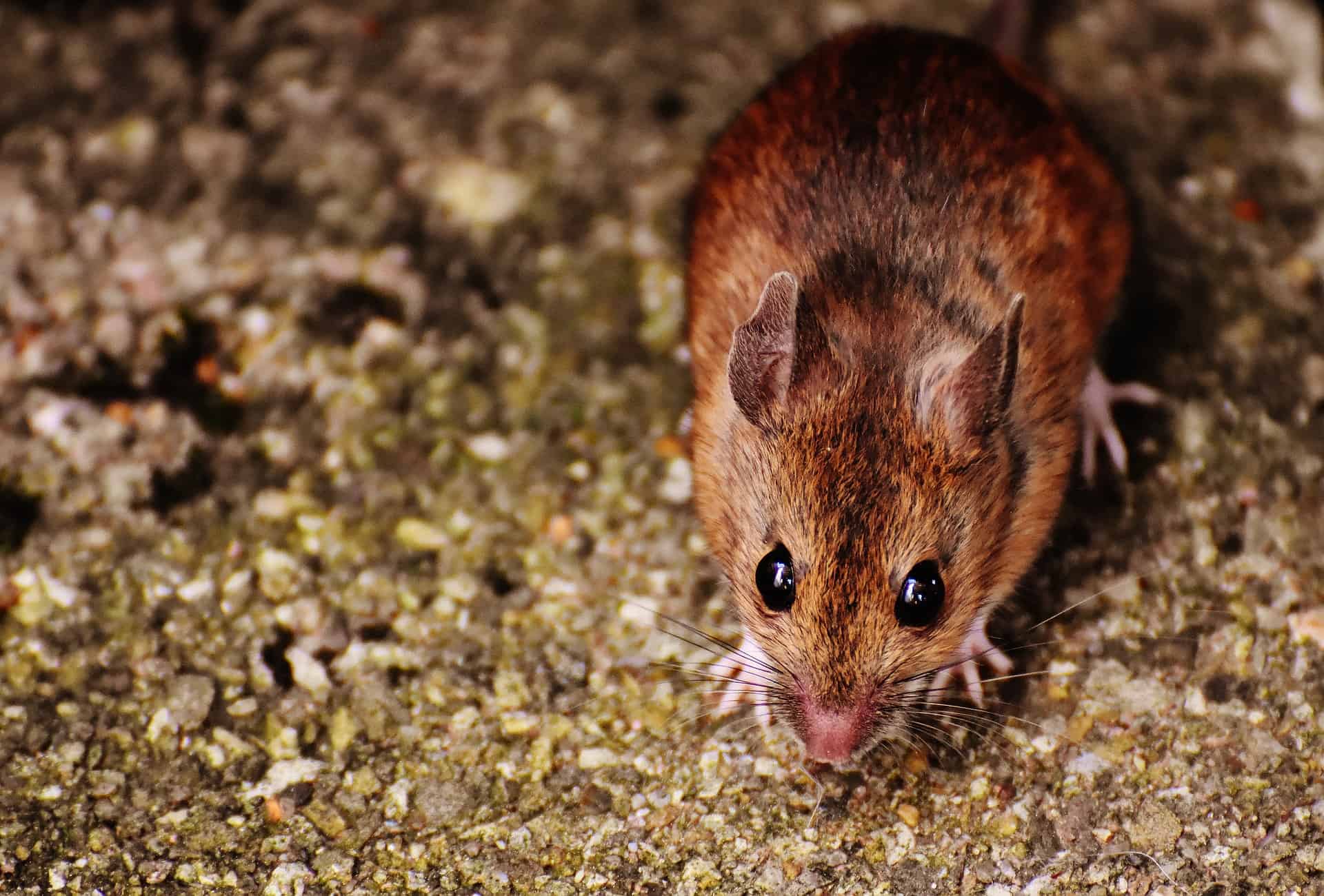 NSW announces $50-million support package to help fight mouse plague