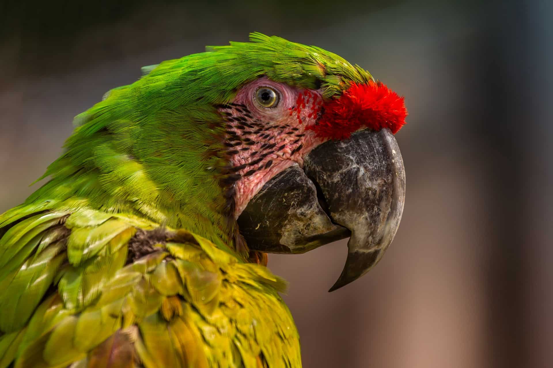 Aussie researchers help to highlight problem of illegal trade in parrots