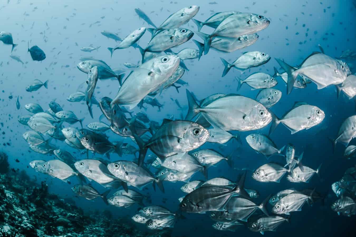 The 2021 World Food Prize recognizes that fish are key for reducing ...