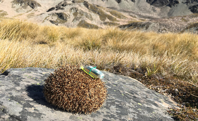 Meet the New Zealand hedgehogs that go backpacking with a GPS