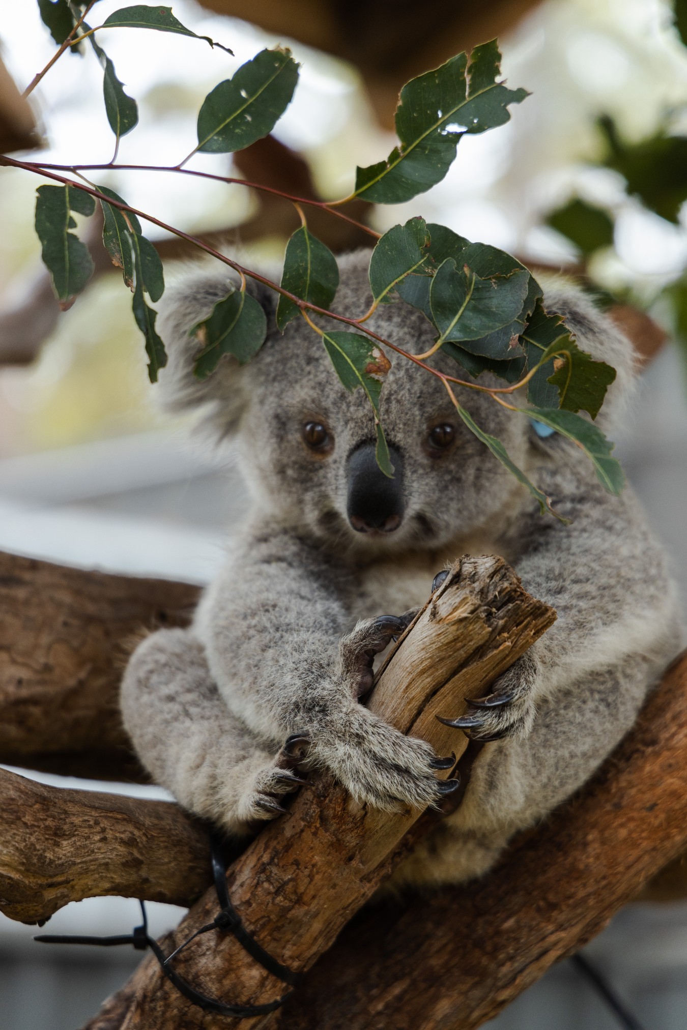 When fire hits, do koalas flee or stick to their tree? Answering these ...