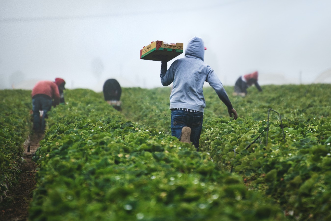 Closing the loophole: a minimum wage for Australia’s farm workers is ...