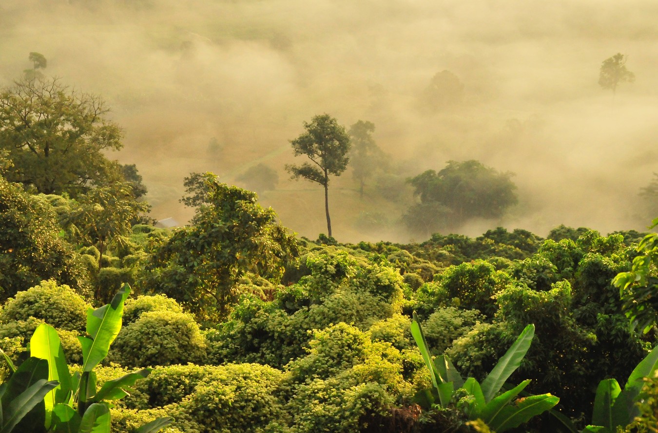 Tropical forests can recover surprisingly quickly on deforested lands ...